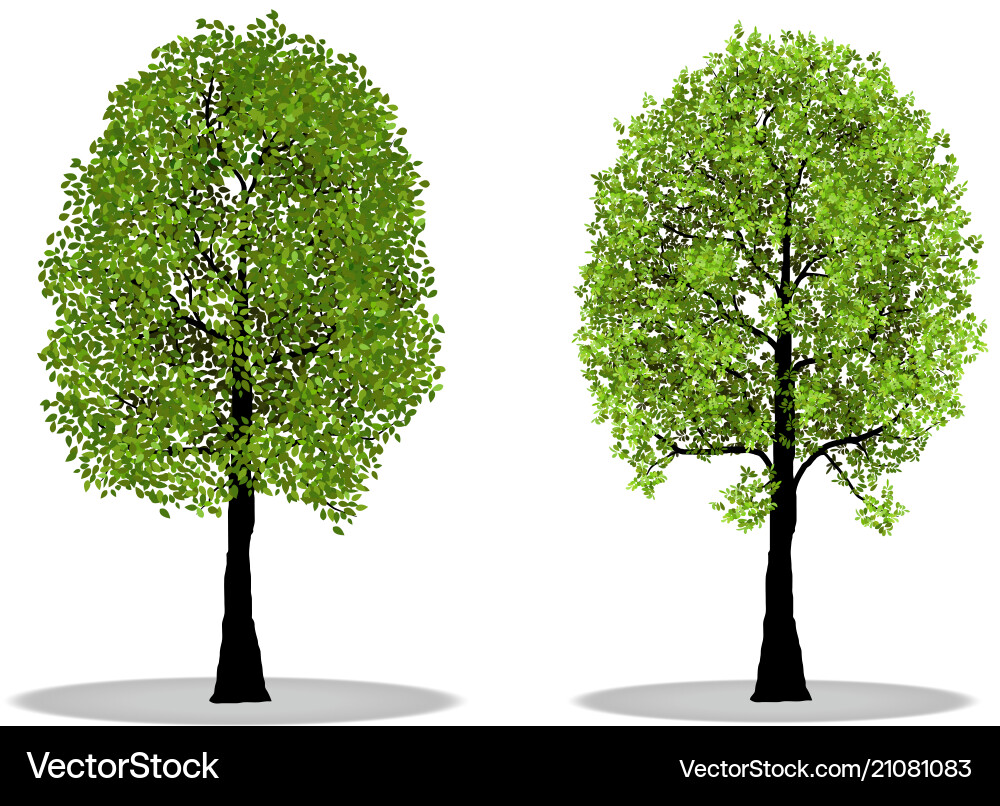 Big tree with root Royalty Free Vector Image - VectorStock