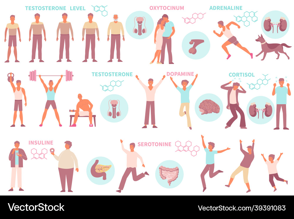 Male hormones flat set Royalty Free Vector Image