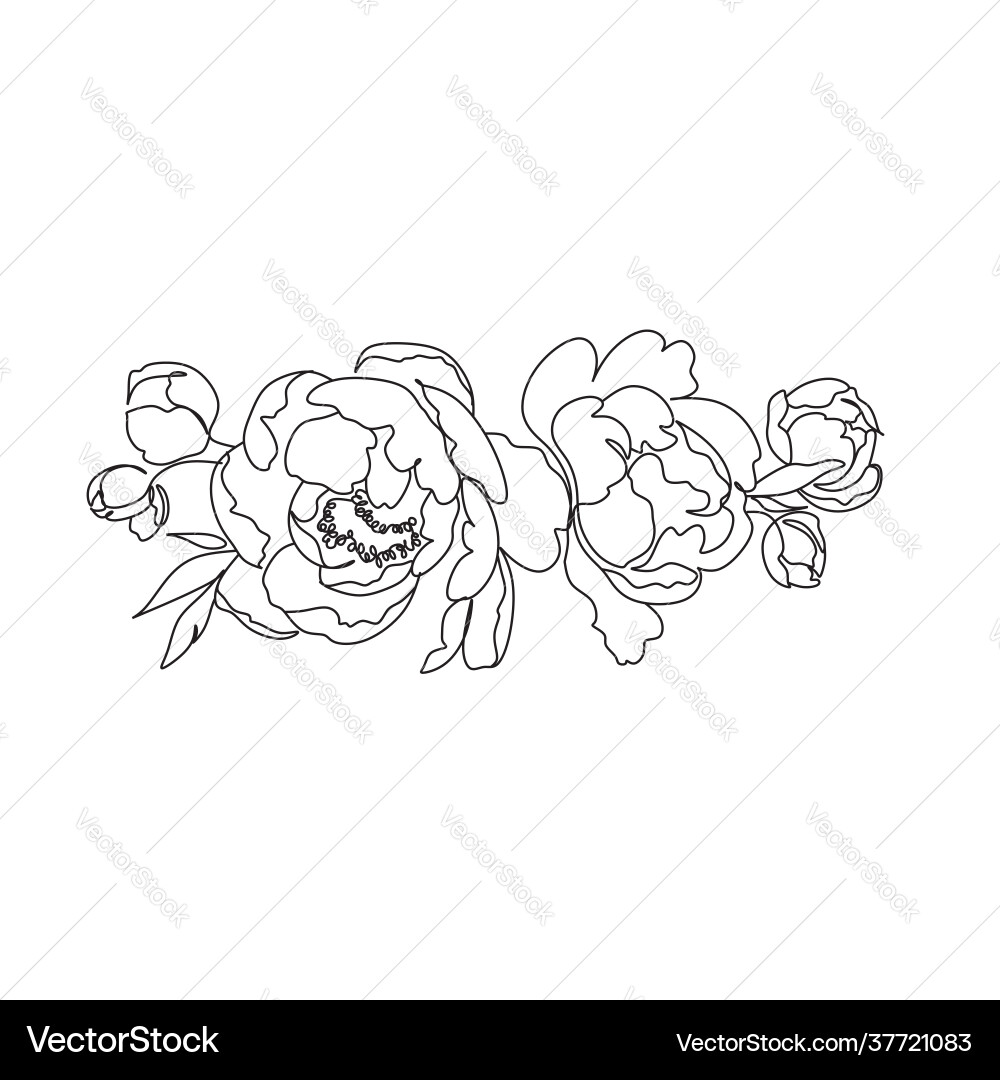 Peony line drawing flower art peonies Royalty Free Vector