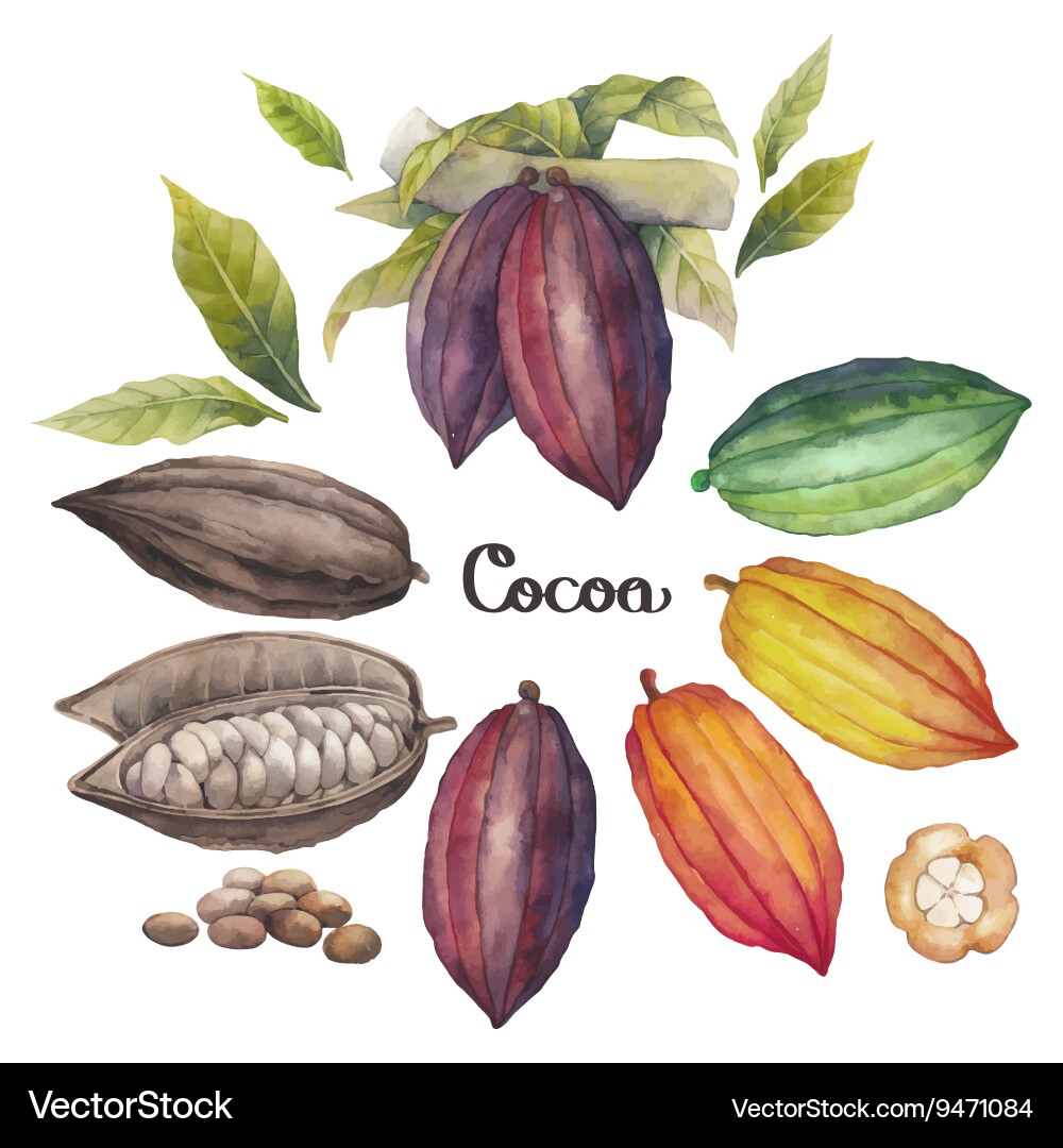 Cocoa Fruit Watercolor Royalty Free Vector Image