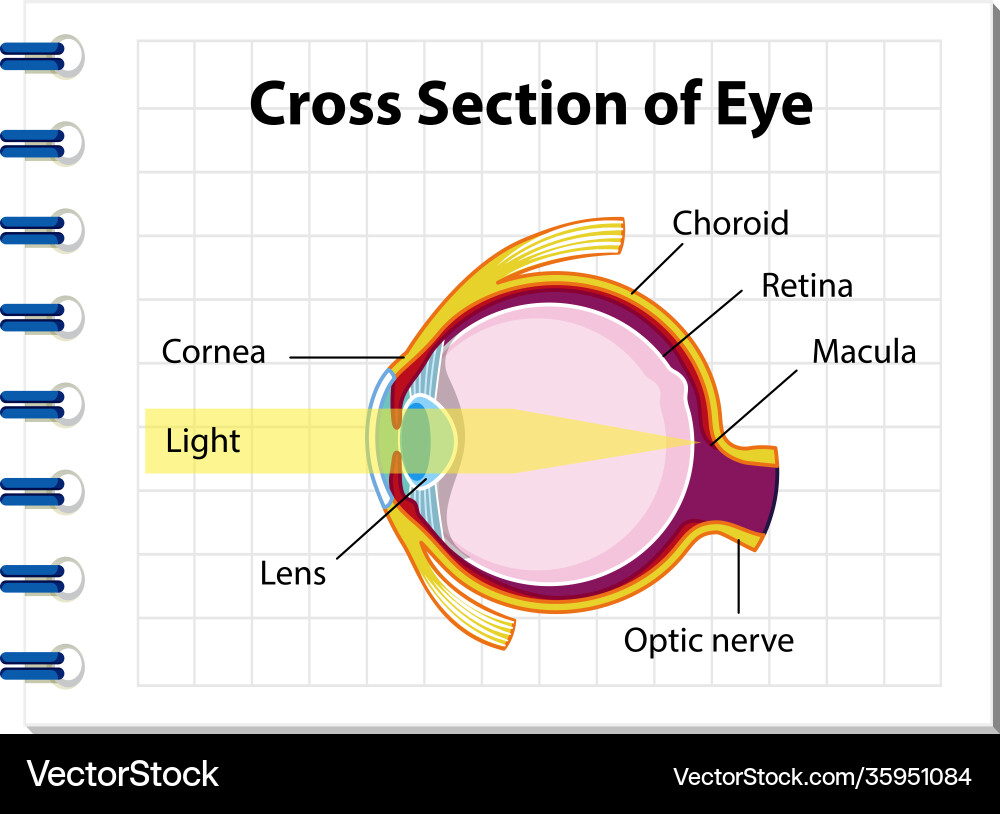 Human eye anatomy with cross section Royalty Free Vector