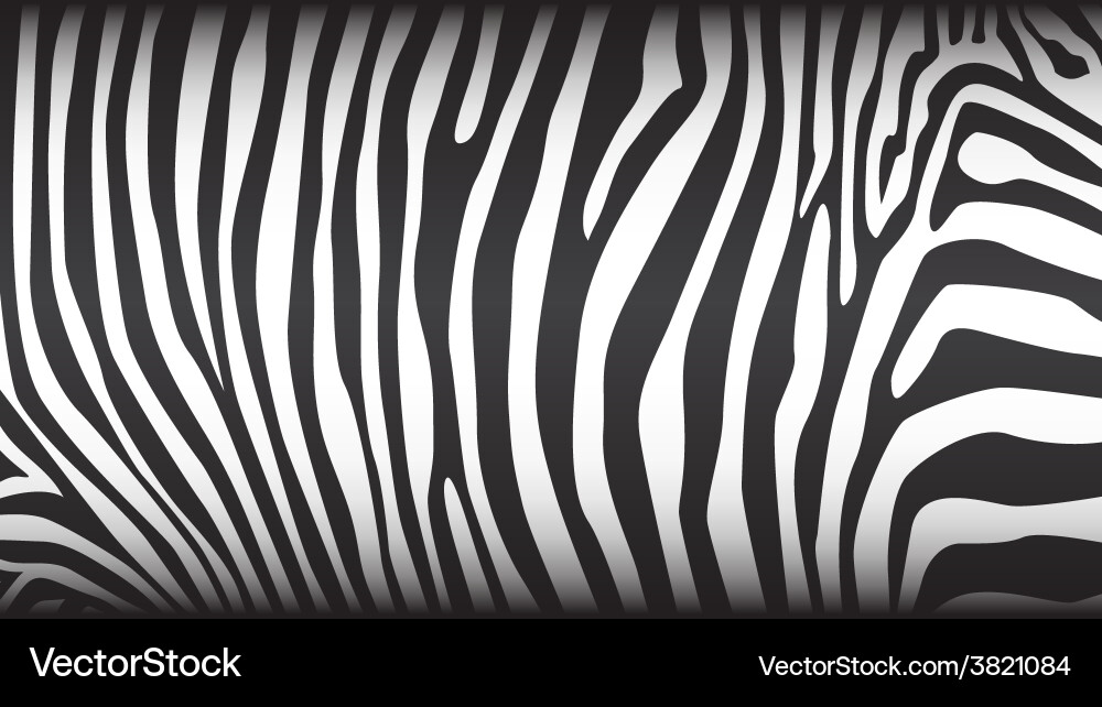 Zebra Stripes Pattern Royalty Free Vector Image