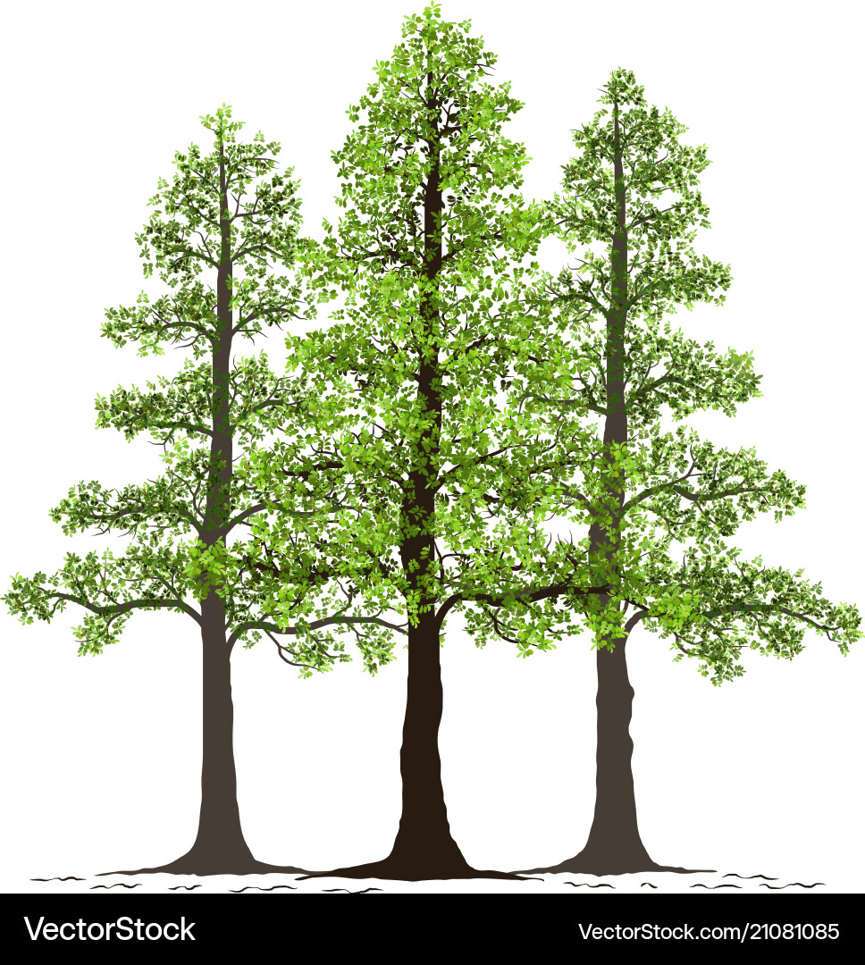 Pine tree Royalty Free Vector Image - VectorStock
