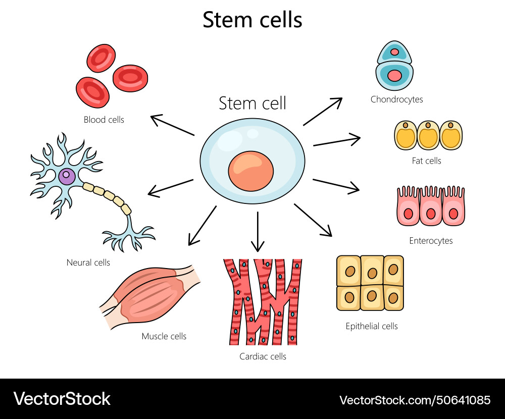 Stem cell structure diagram medical science Vector Image