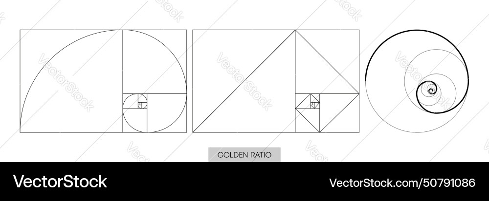 Golden ratio figure in proportion Royalty Free Vector Image