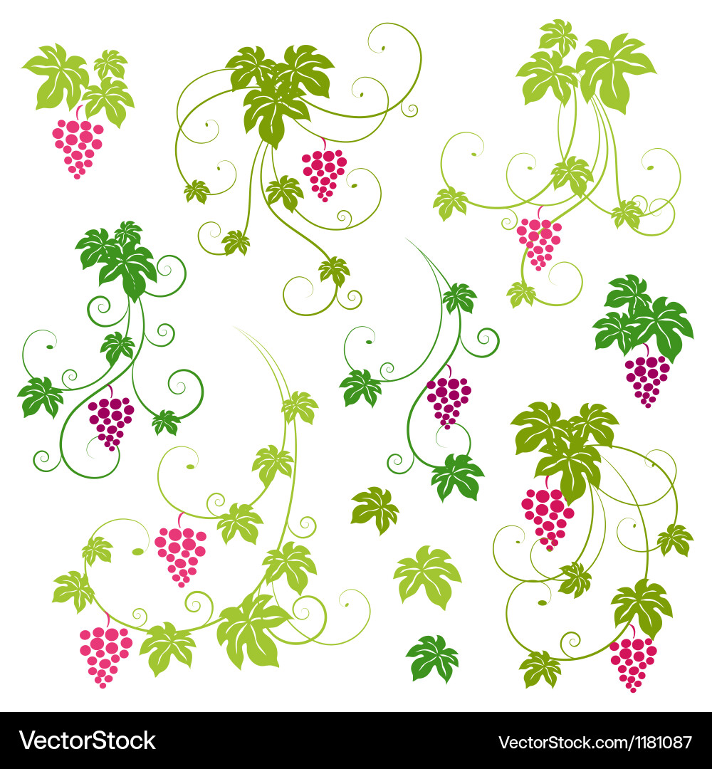 Grape vines set Royalty Free Vector Image - VectorStock