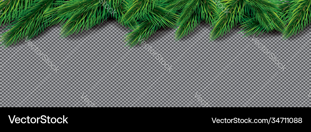 Fir branch on transparent background pine sprigs Vector Image