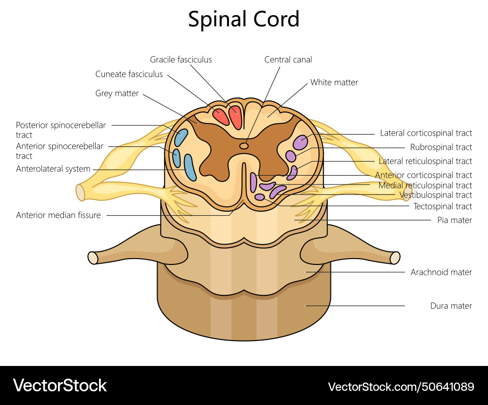 Human Spinal Cord Anatomy Diagram – Royalty-Free Vector | VectorStock