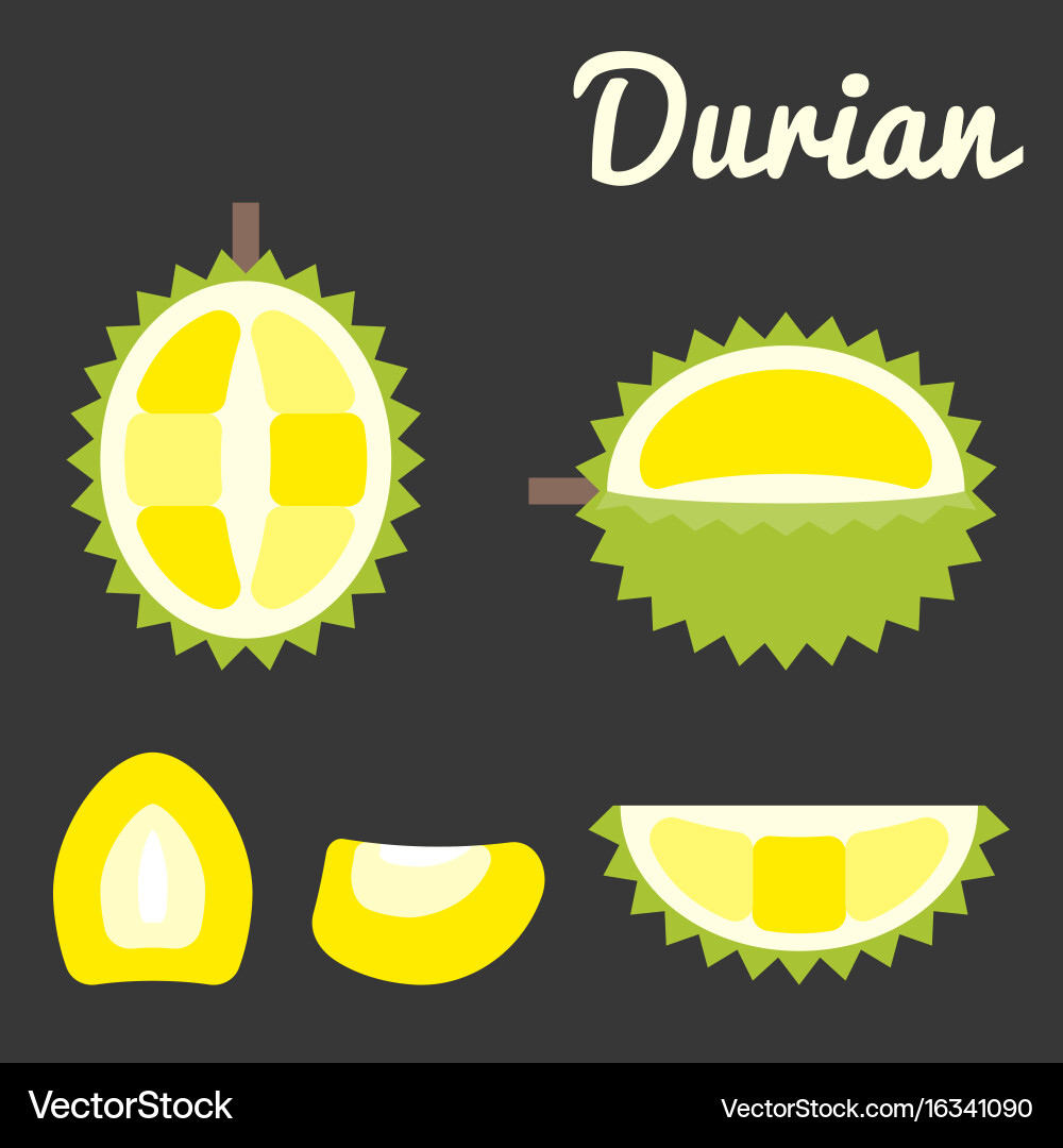 Durian Royalty Free Vector Image - VectorStock
