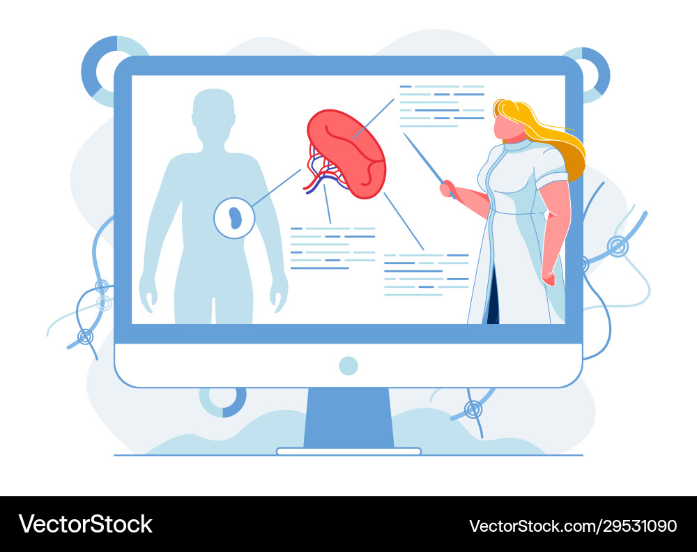Human spleen structure study Royalty Free Vector Image