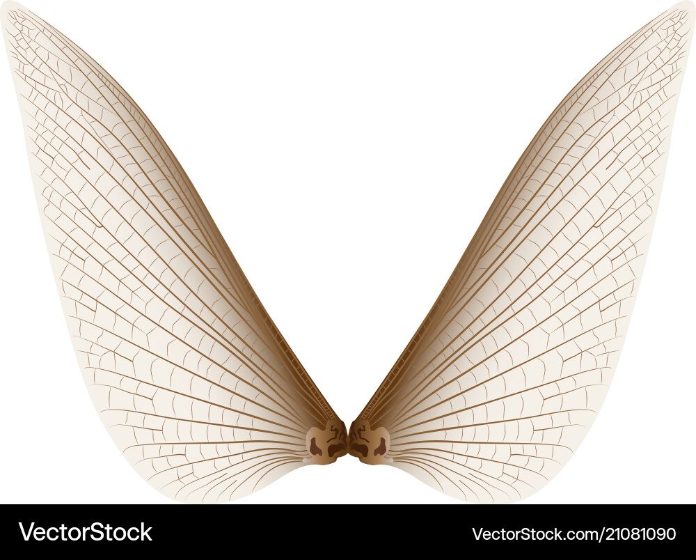 Wings of insect Royalty Free Vector Image - VectorStock