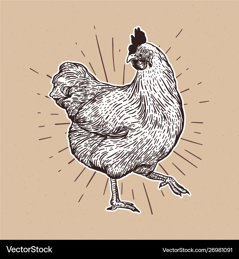 Vintage Chicken Vector