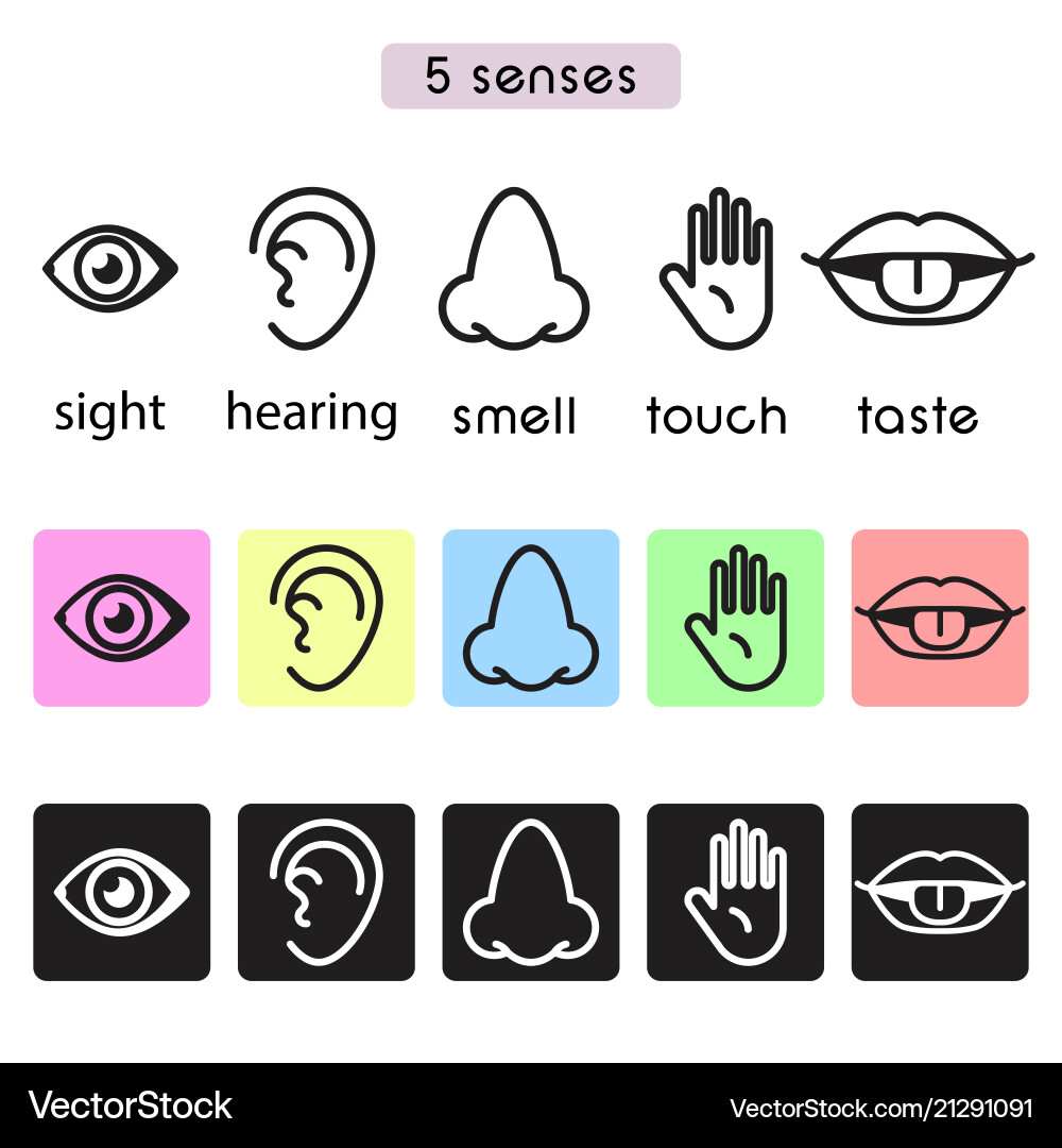 Five human senses sight hearing smell touch Vector Image