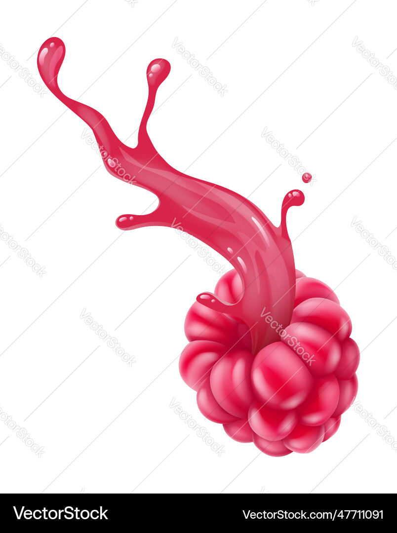 Raspberry fruit with juice Royalty Free Vector Image
