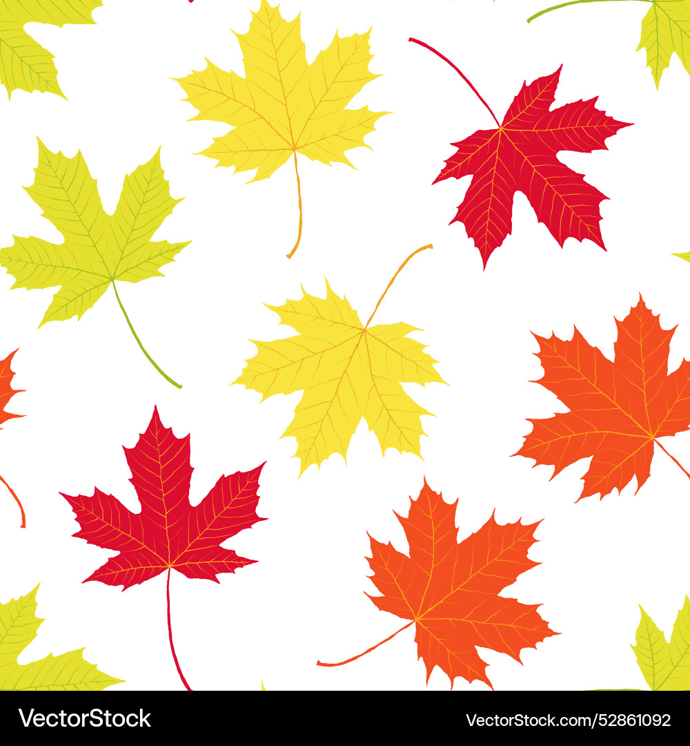 Autumn leaves pattern on white background Vector Image