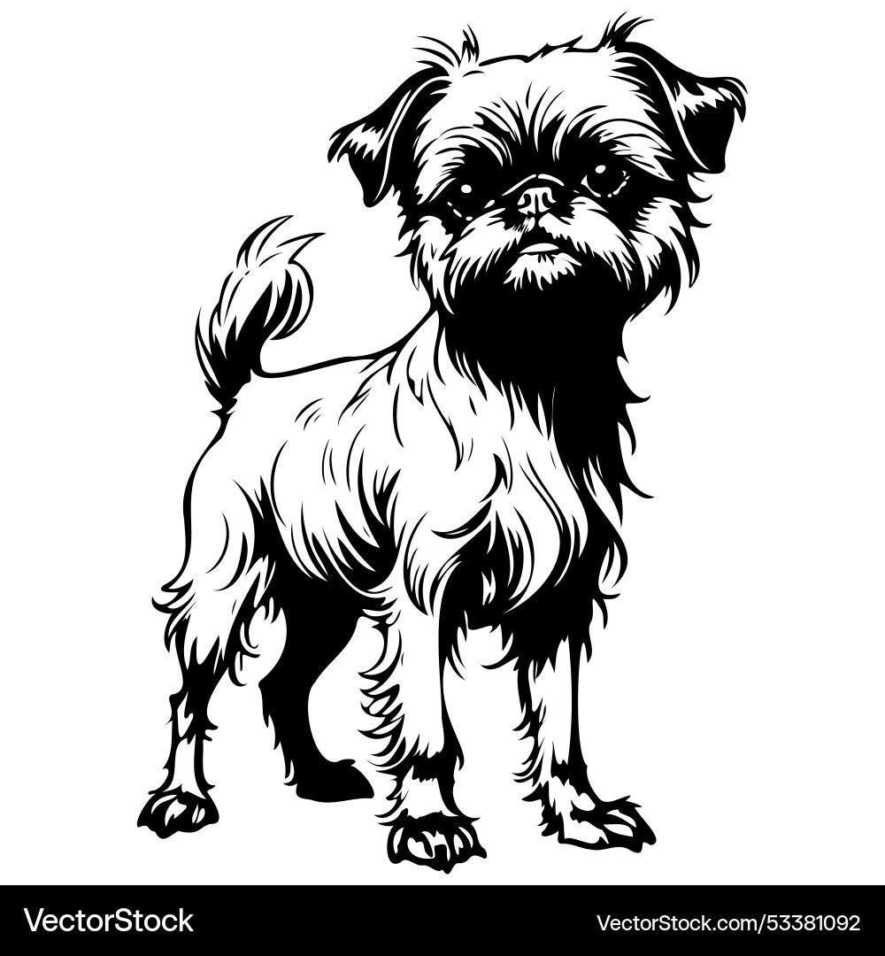 Brussels griffon sketches hand drawn animal Vector Image