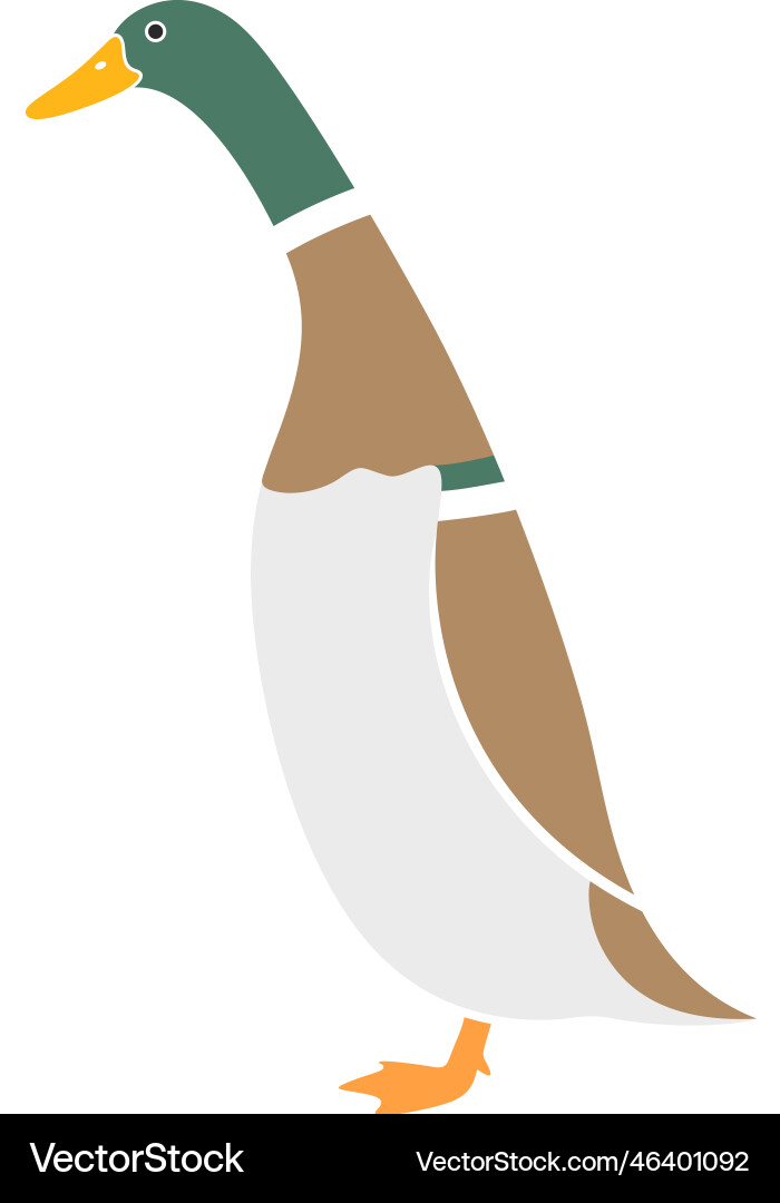 Indian runner ducks Royalty Free Vector Image - VectorStock