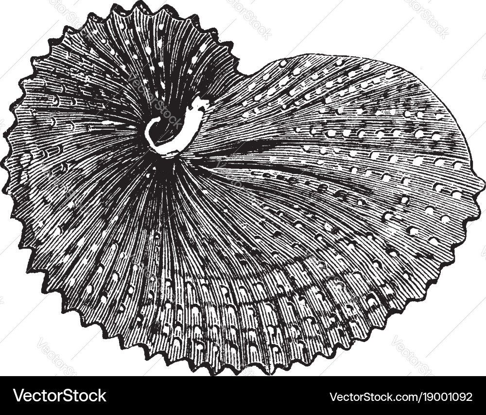 Vintage Paper Nautilus Shell Engraving Royalty Free Vector