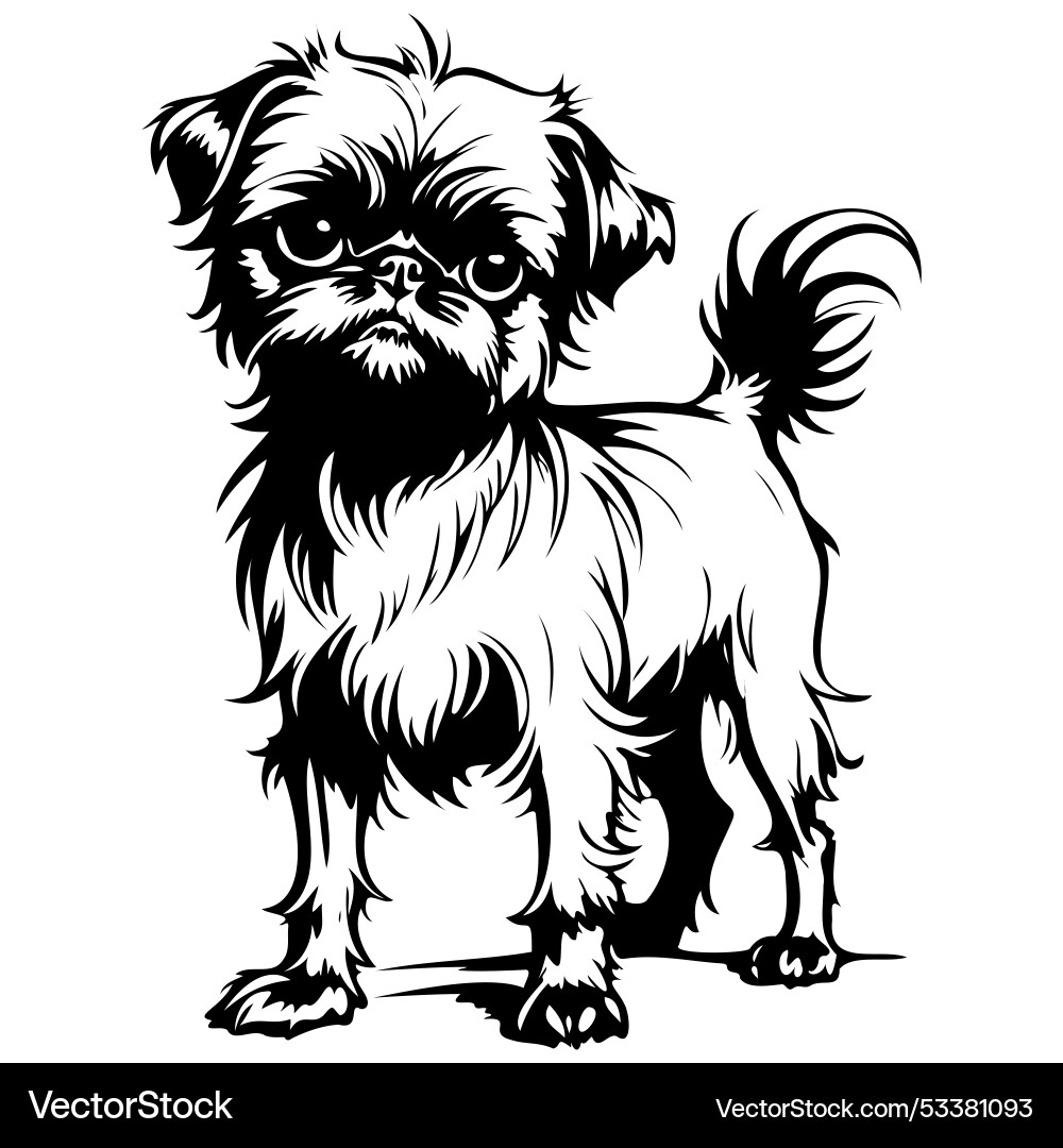 Brussels griffon vintage hand drawn animal Vector Image
