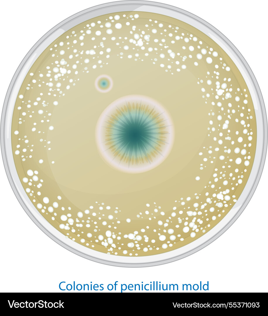 Penicillium mold colonies in a dish Royalty Free Vector