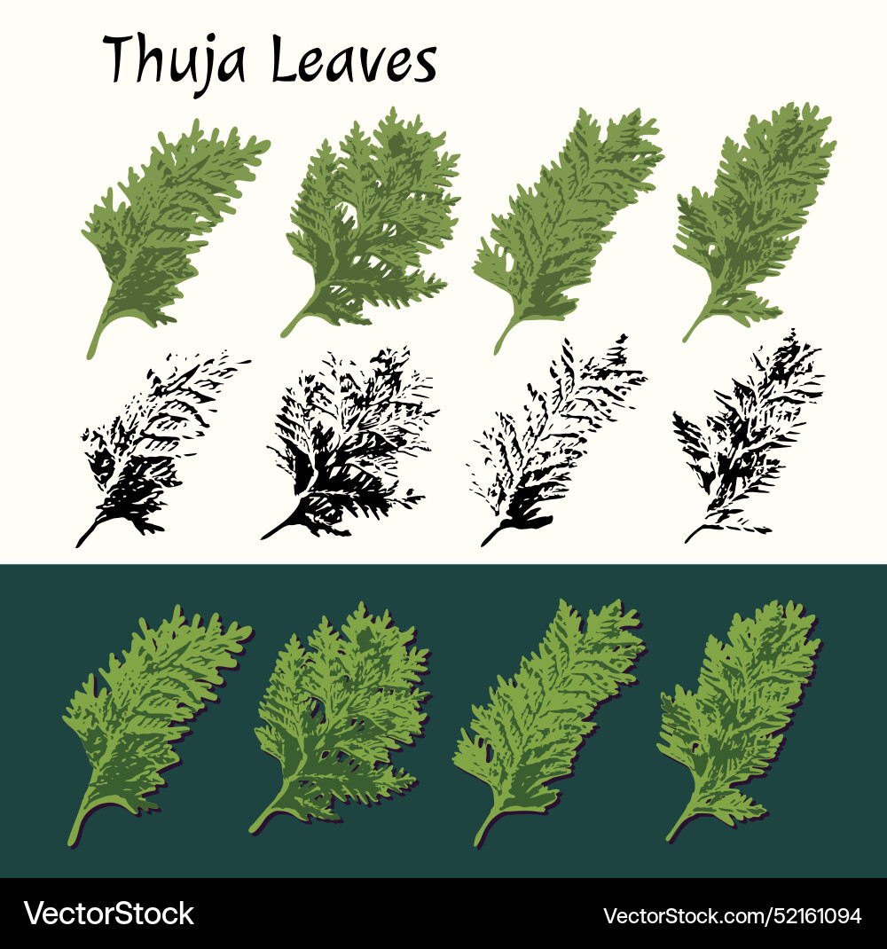 Thuja leaves on white dark background Royalty Free Vector