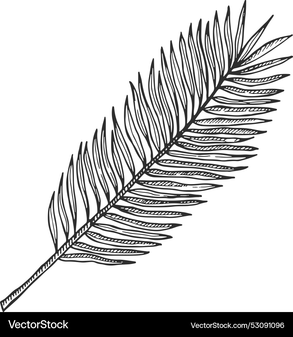 Palm frond sketch exotic tropical leaf drawing Vector Image