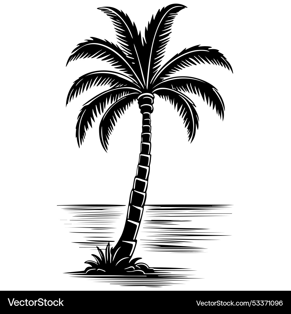 Palm tree drawing realistic outline line Vector Image