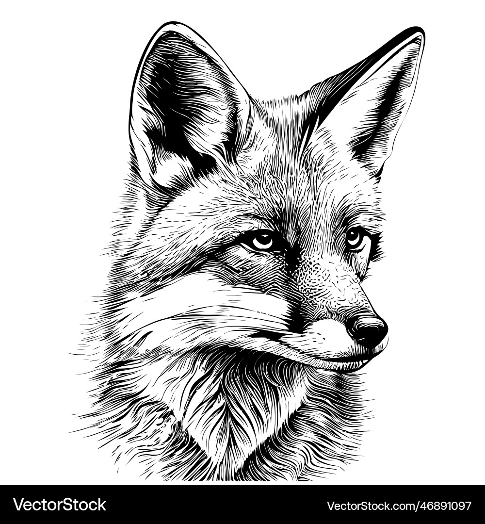 Hand-Drawn Fox Sketch Portrait Royalty Free Vector Image