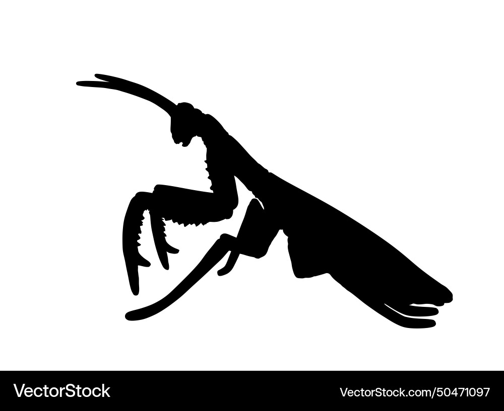 Praying mantis silhouette isolated Royalty Free Vector Image