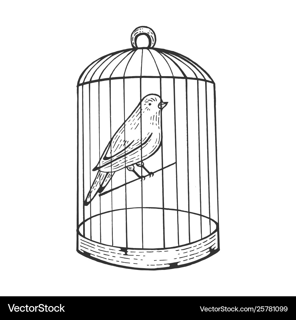 Canary bird in cage engraving Royalty Free Vector Image