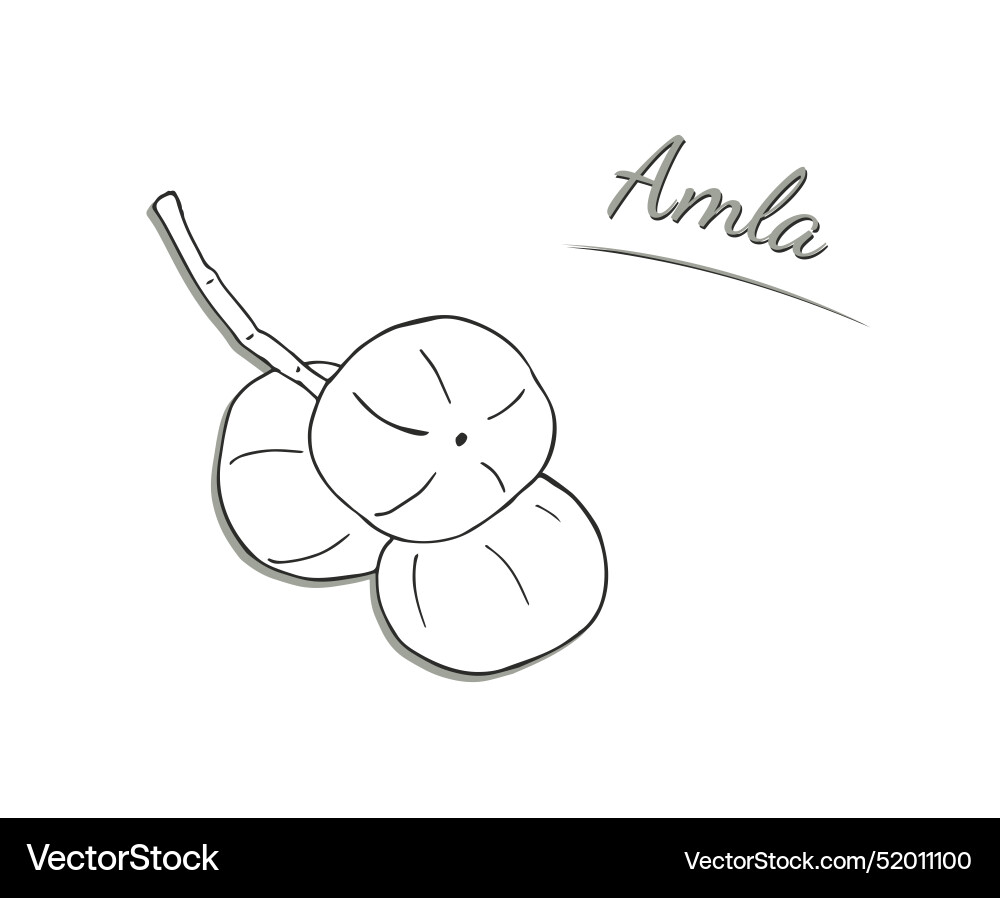 Amla fruits on branch hand-drawn Royalty Free Vector Image