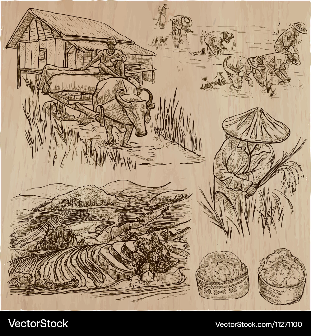 Hand Drawn Rice Farming Sketch Set Royalty Free Vector Image