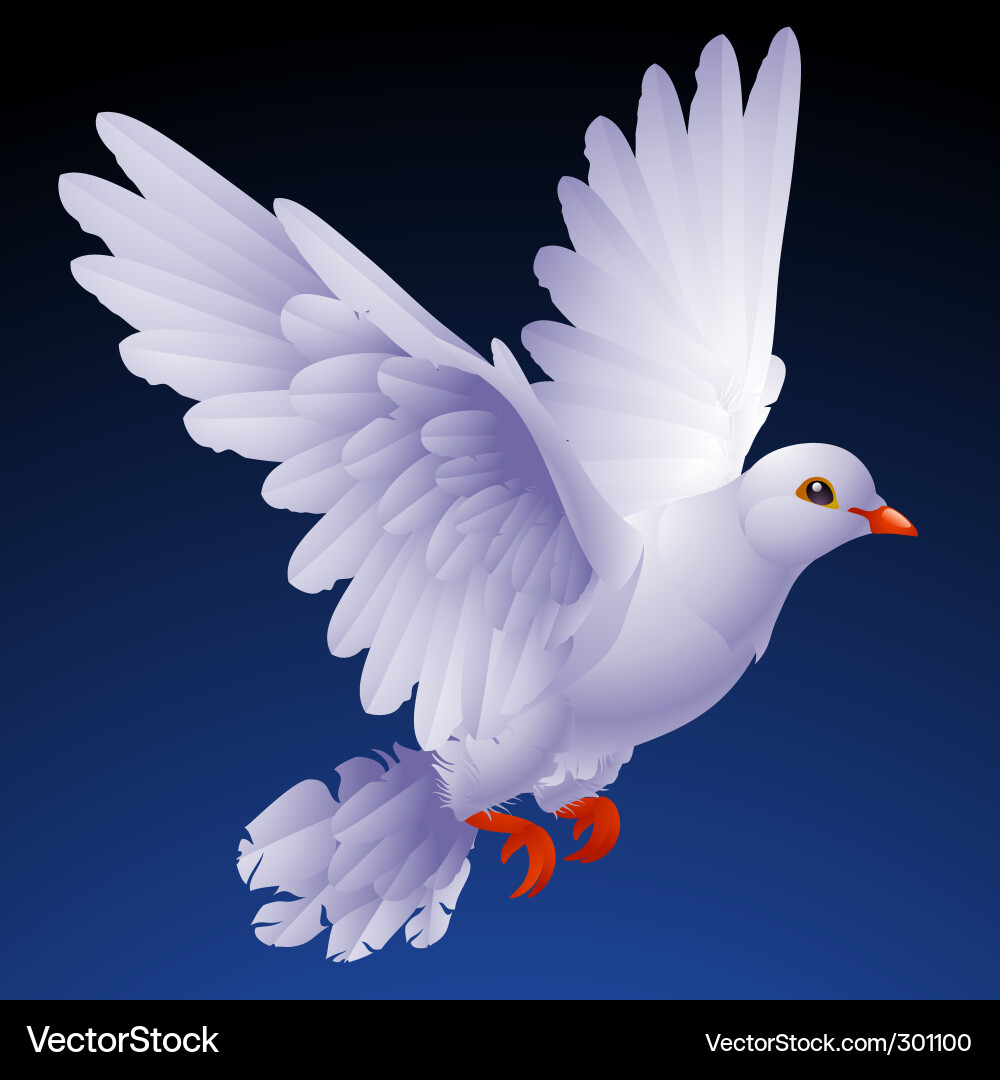 White dove Royalty Free Vector Image - VectorStock
