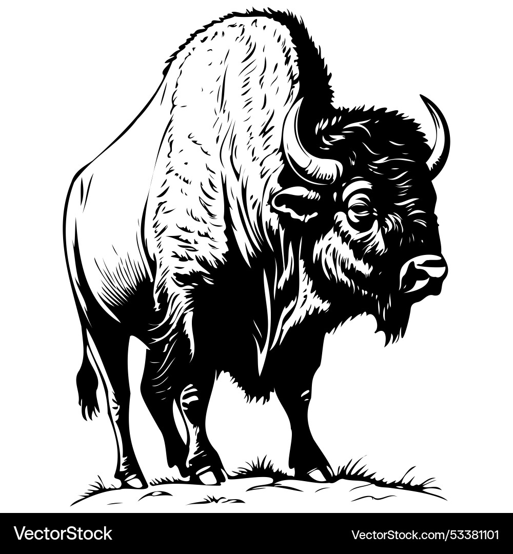 Buffalo sitting monochrome outline drawing Vector Image
