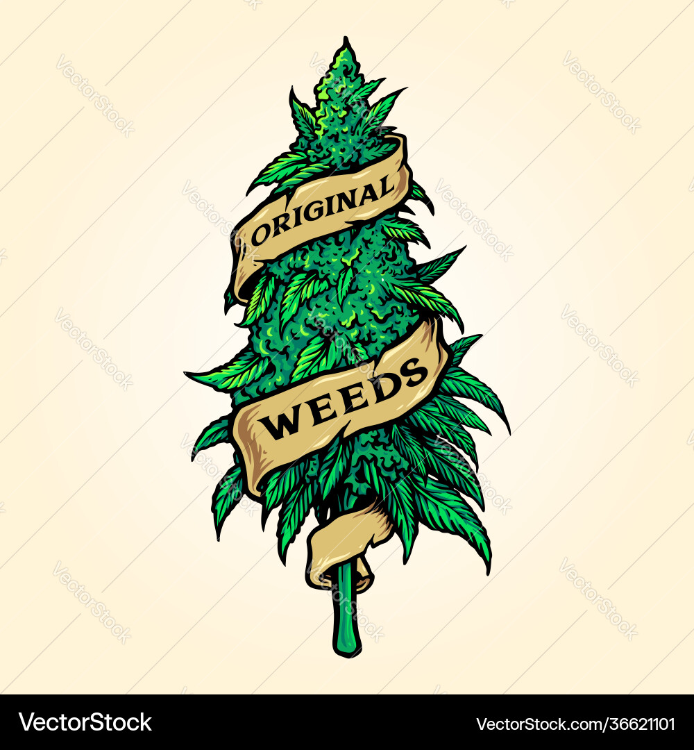 Cannabis Plant with Ribbon Royalty Free Vector Image