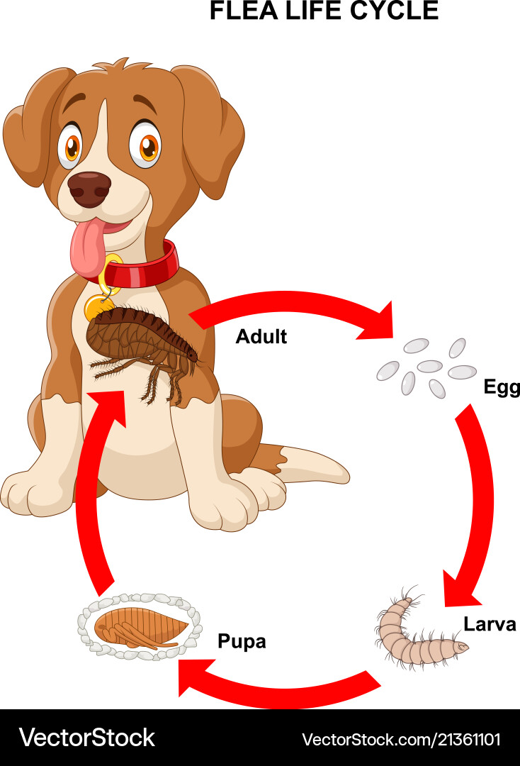 Life cycle of flea Royalty Free Vector Image - VectorStock
