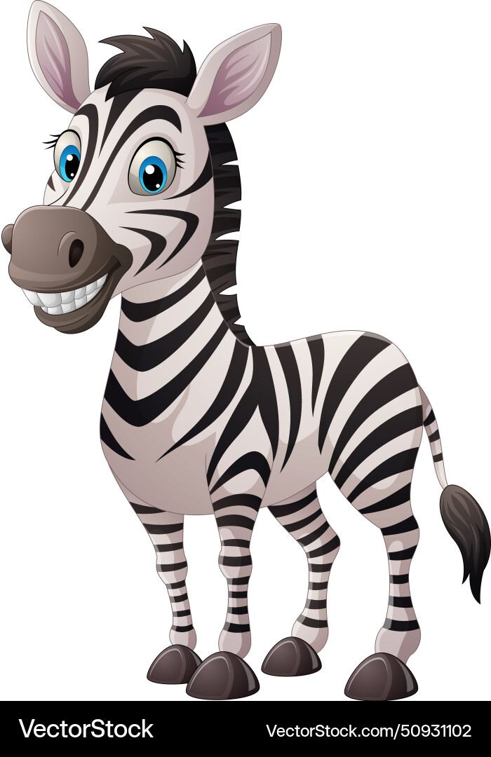 Cute baby zebra isolated on white background Vector Image