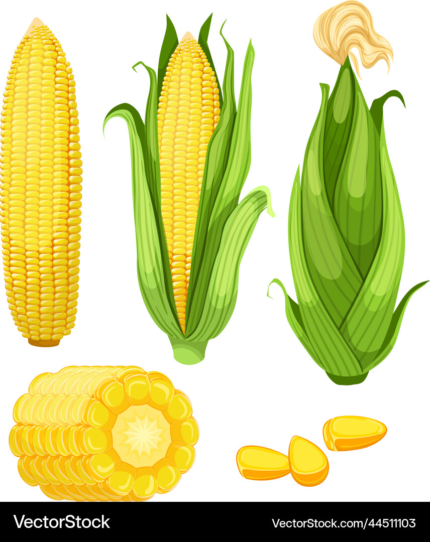 Corn maize set cartoon Royalty Free Vector Image