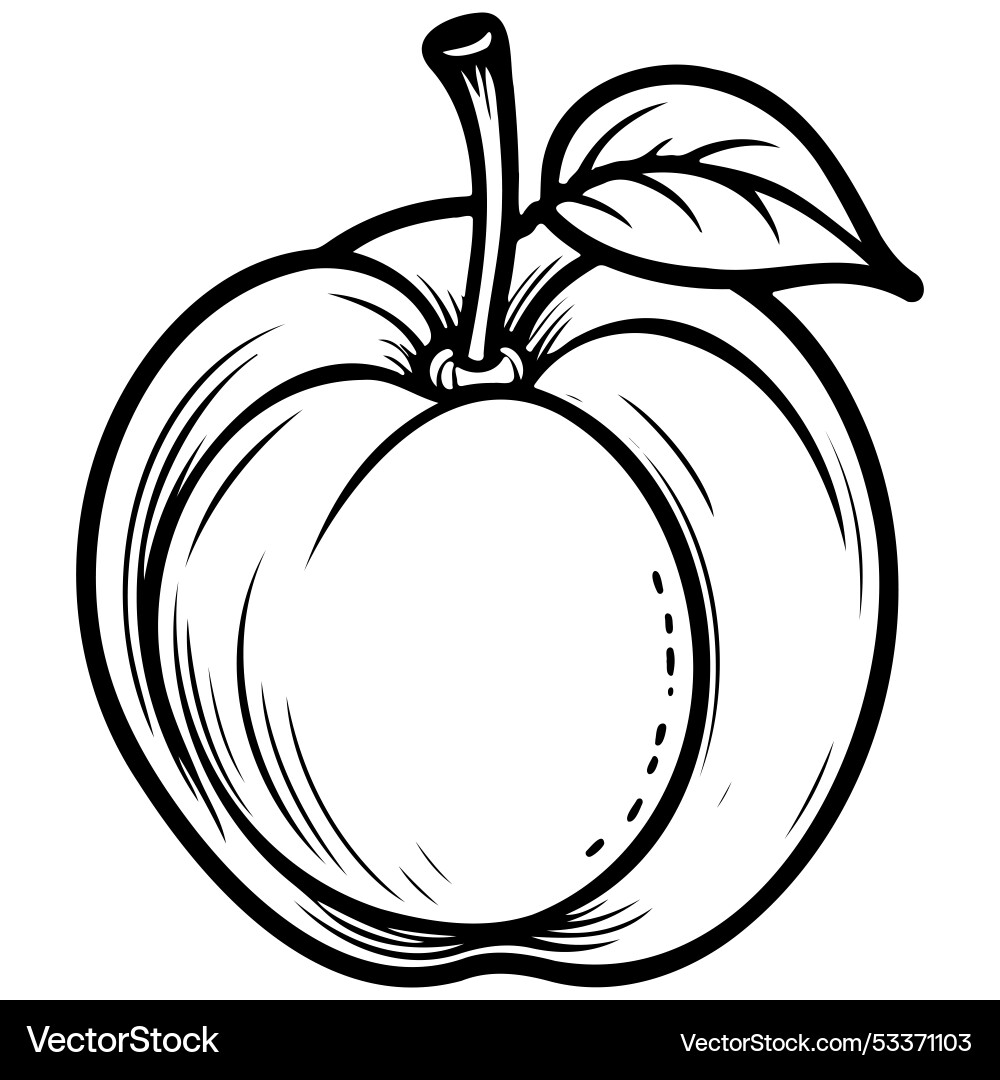 Peach drawing realistic hand line art Royalty Free Vector