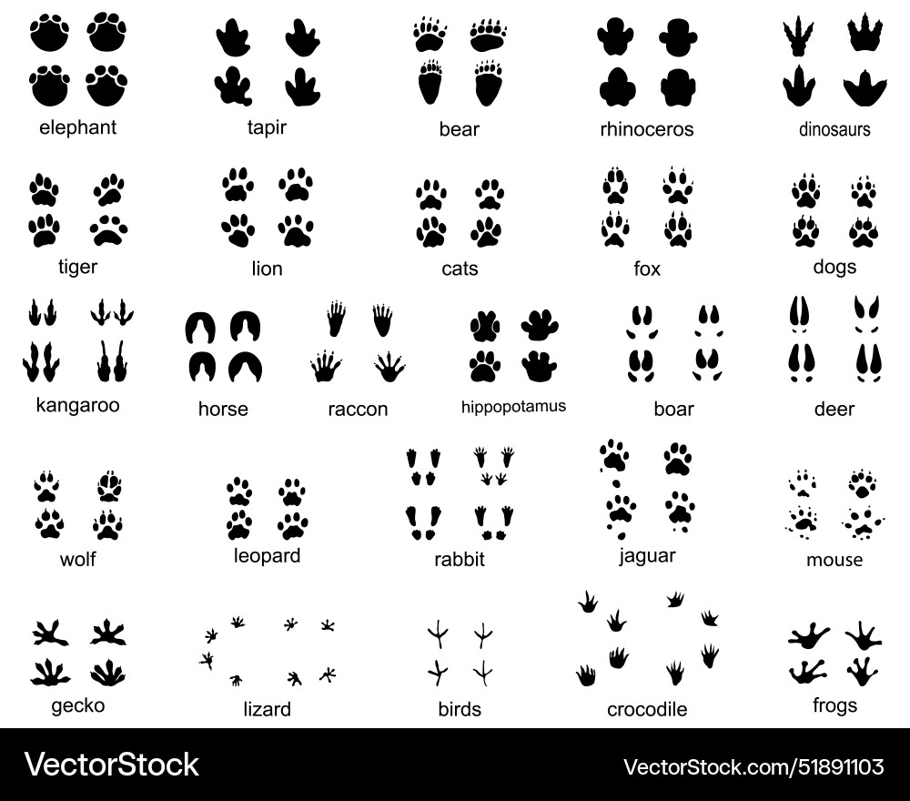 Set of wild animal footprints Royalty Free Vector Image