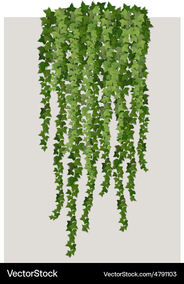 Vine branches Royalty Free Vector Image - VectorStock