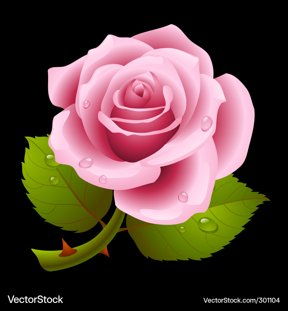 Pink rose Royalty Free Vector Image - VectorStock