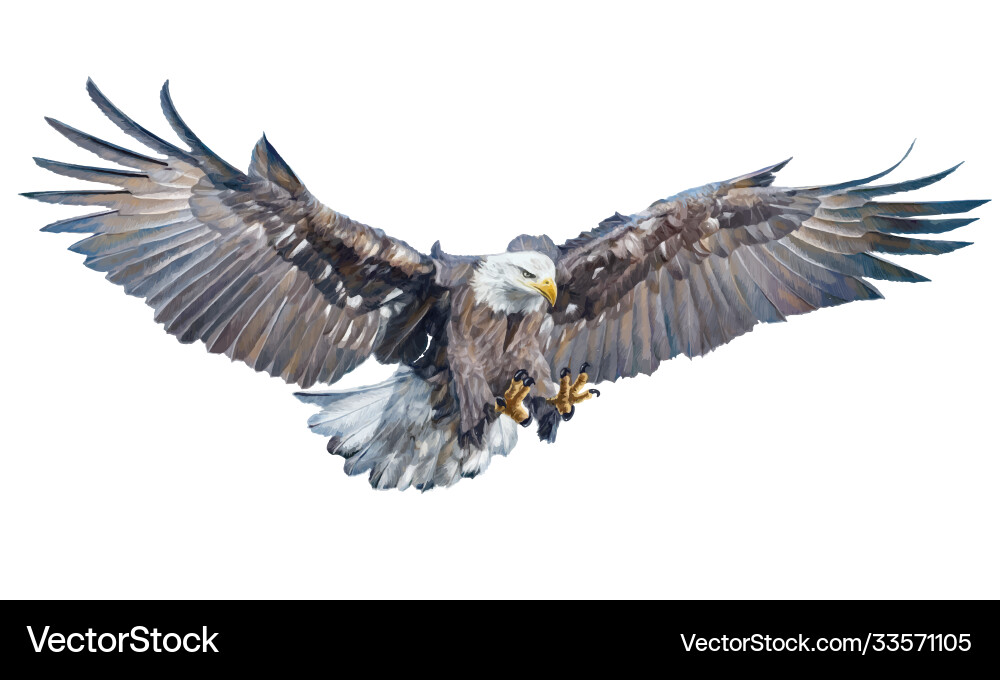 Bald eagle swoop attack hand draw and paint Vector Image
