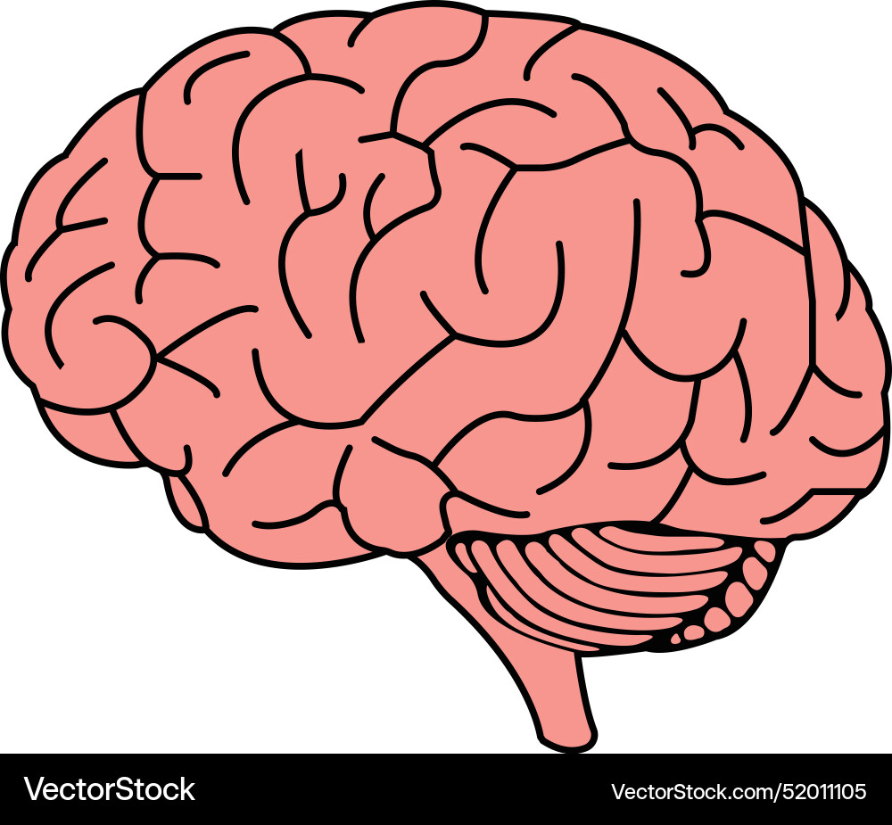 Human brain Royalty Free Vector Image - VectorStock
