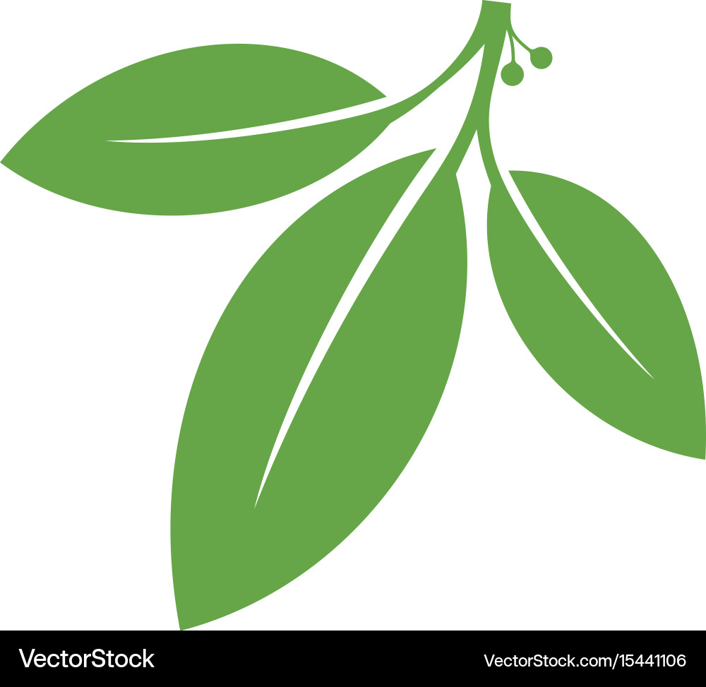Bay leaf Royalty Free Vector Image - VectorStock
