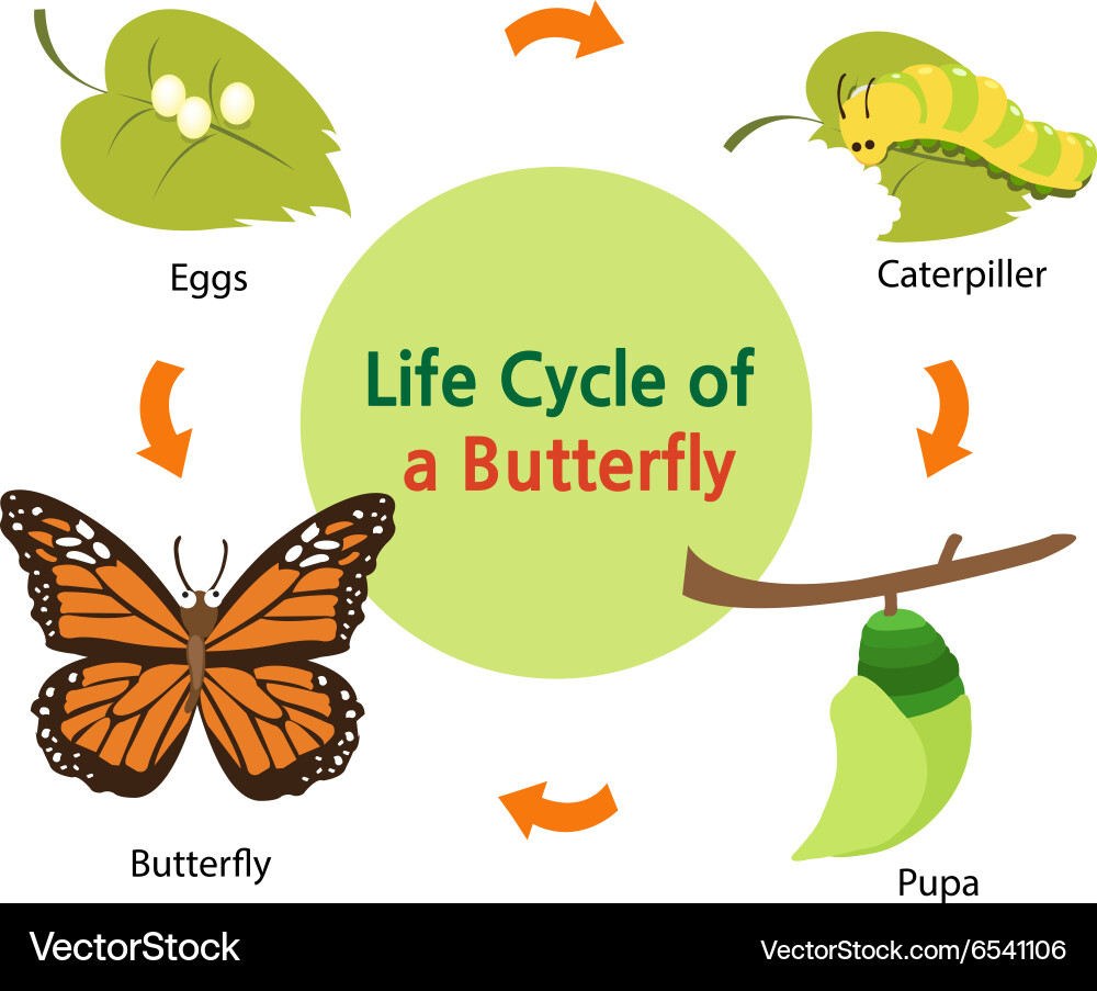 Butterfly Life Cycle Diagram Royalty Free Vector Image