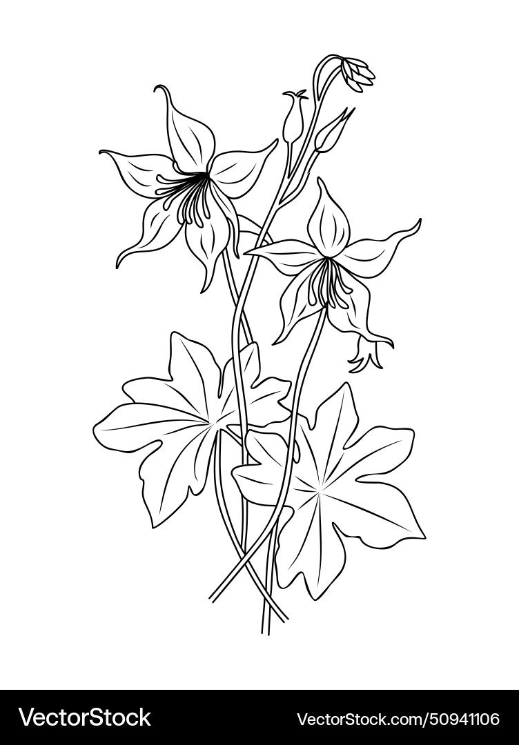 Columbine flowers line art hand drawn Royalty Free Vector