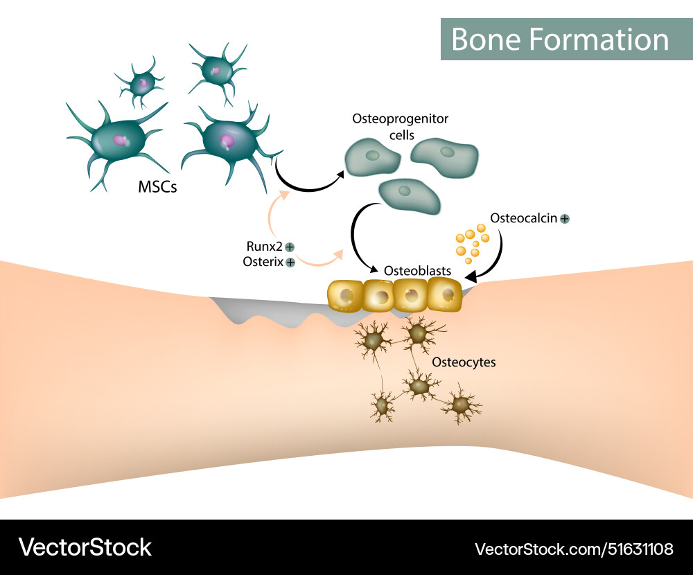 Bone formation osteoblast osteocytes Royalty Free Vector