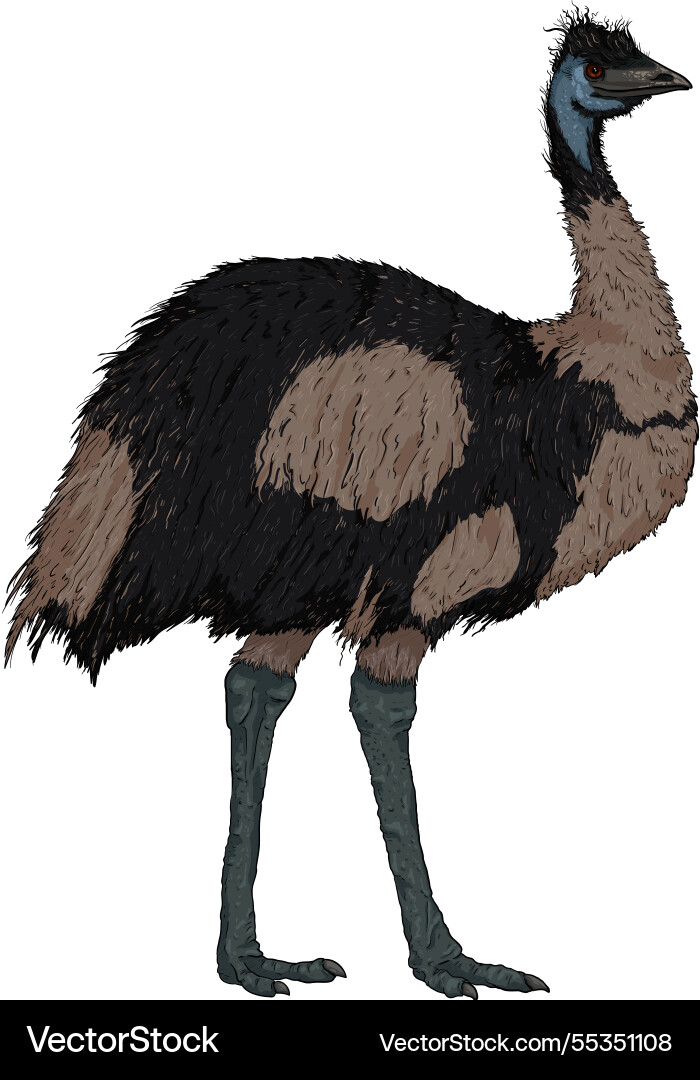 Cartoon emu full body Royalty Free Vector Image