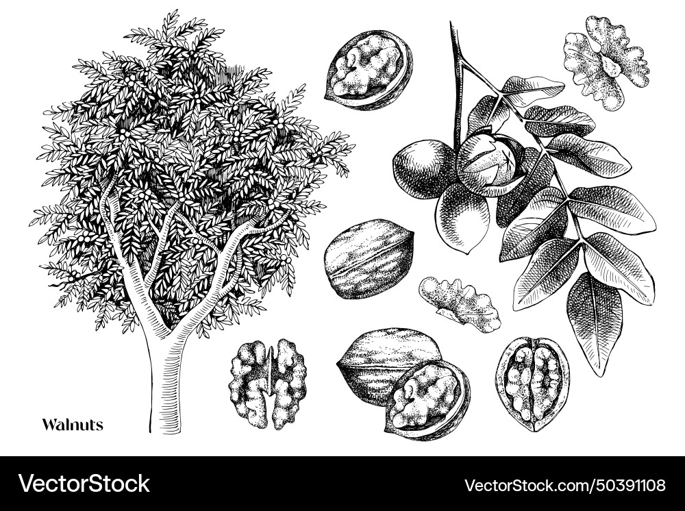 Hand drawn walnuts set Royalty Free Vector Image